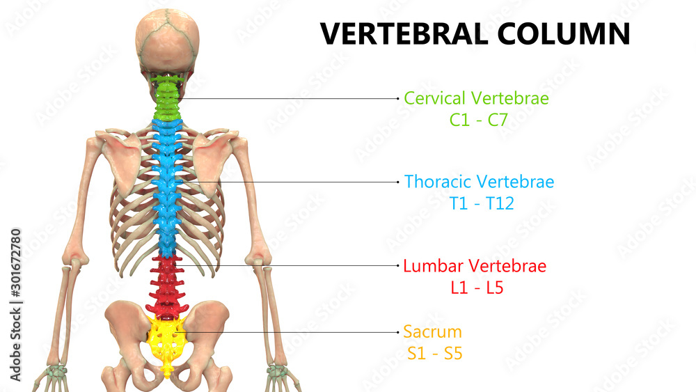 Vertebral Column of Human Skeleton System Anatomy Posterior View Stock ...