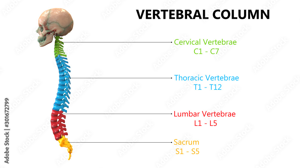 Vertebral Column of Human Skeleton System Anatomy Lateral View Stock ...