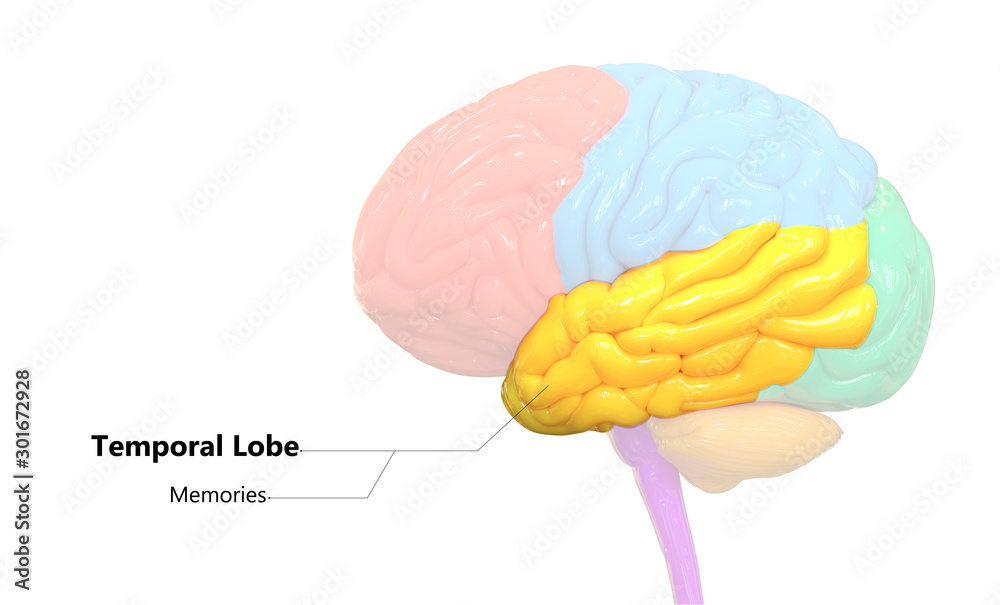 Photo & Art Print Central Organ of Human Nervous System Brain Temporal ...