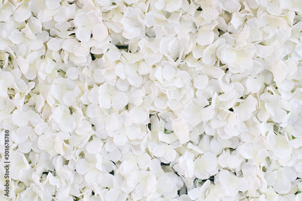 Beautiful fresh blooming white flowers pattern texture background ...