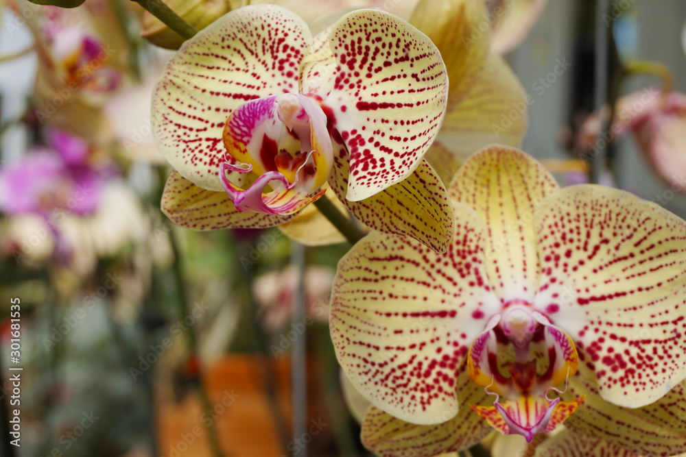 Yellow Phalaenopsis Orchid