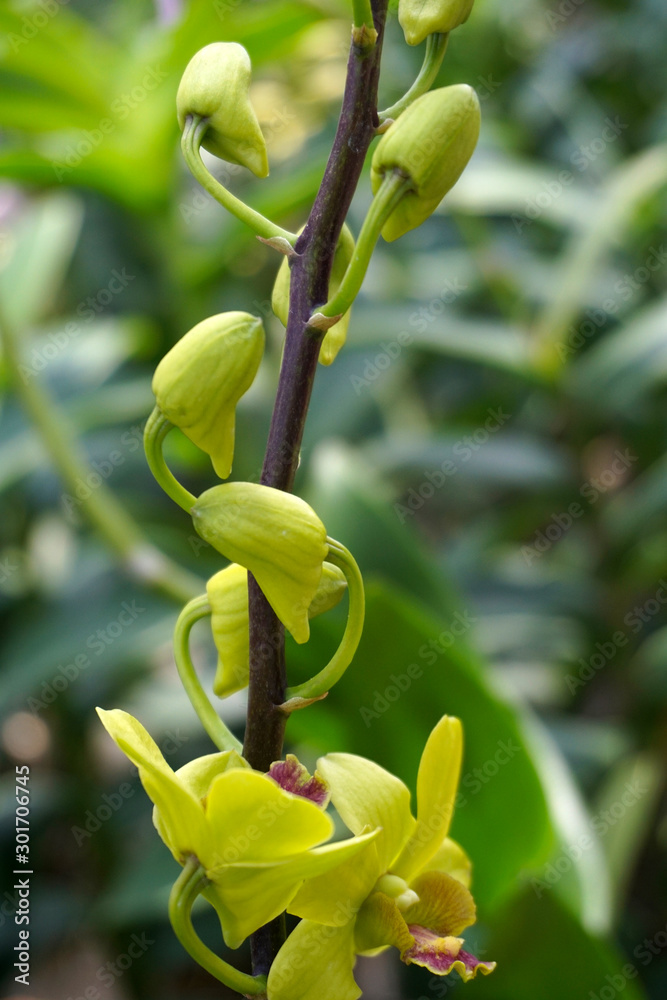 Beautiful Green Orchids