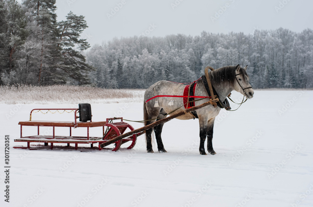 New Year landscape. A horse in a Russian harness harnessed to a sled ...