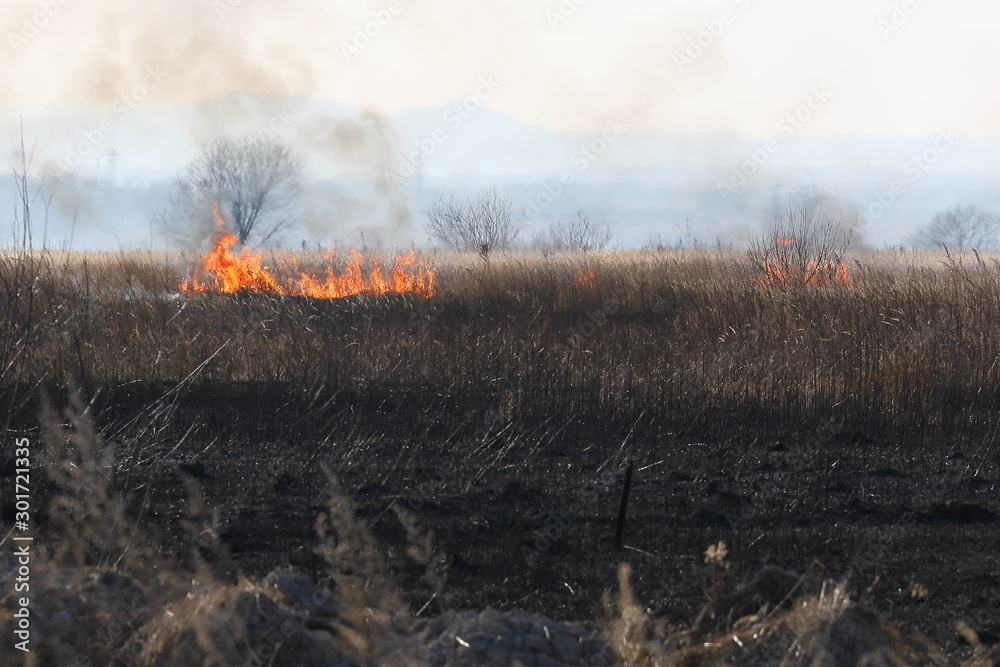 Wildfire in autumn meadow. Wild fire flame burning grass and trees in ...