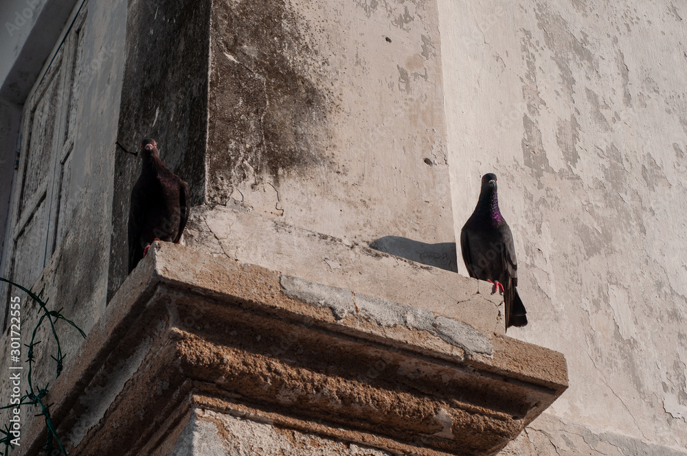 Pigeon birds standing together with friends.Pigeons sitting.Isolated ...