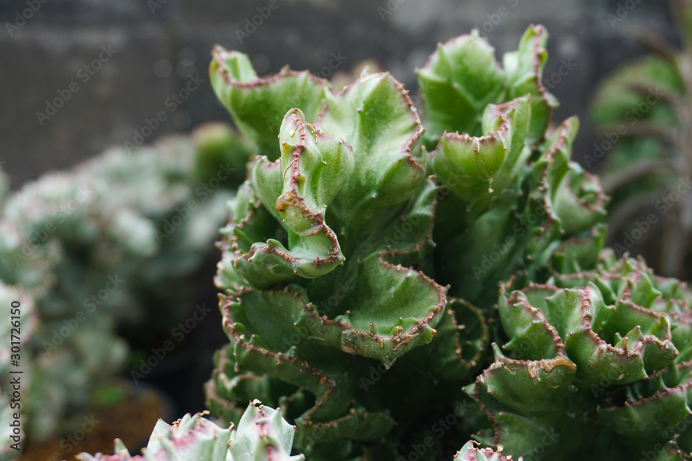 A coral cactus plant (euphorbia lactea crest). cactus isolated on blur ...