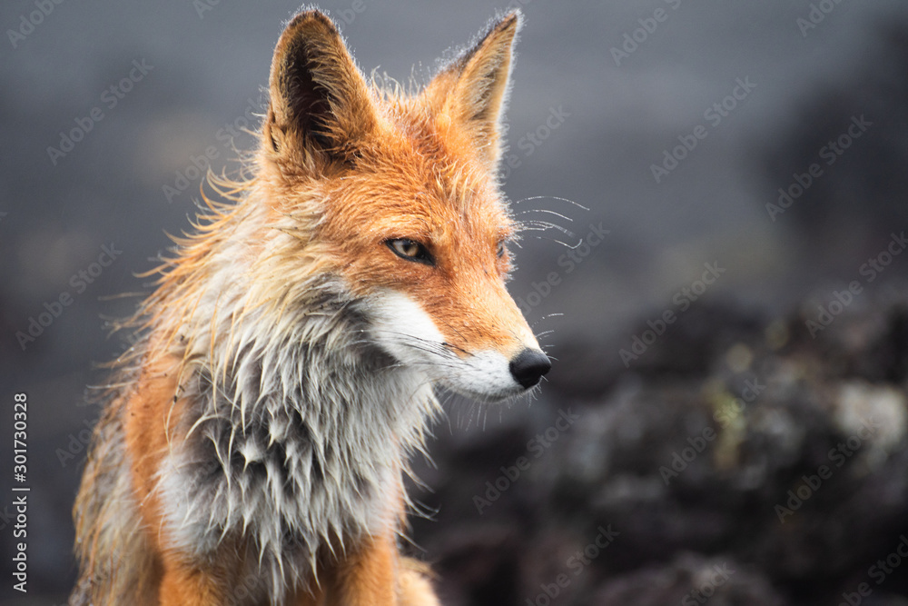 Red Fox at the edge of a forest/Red Fox/Red Fox (vulpes vulpes) Stock ...