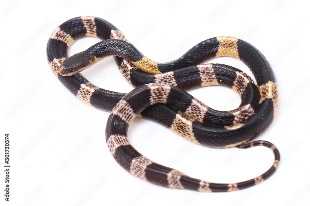 Malayan Krait