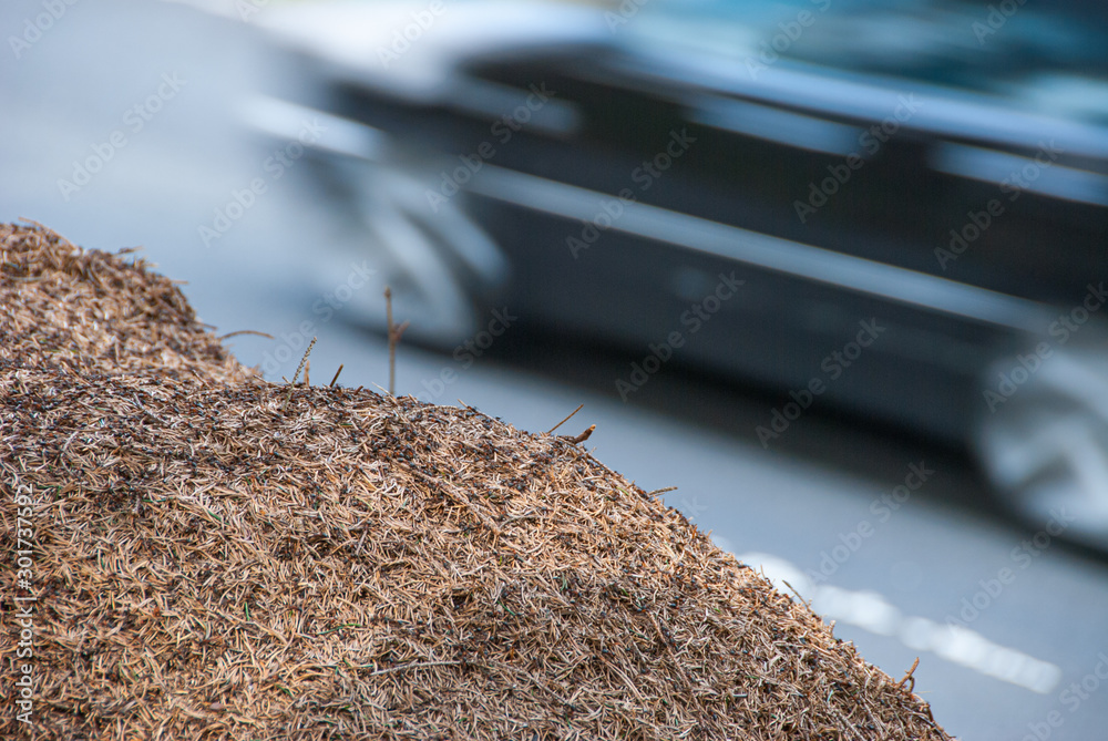 Dissection of habitat and nature, insect mortality due to car traffic ...
