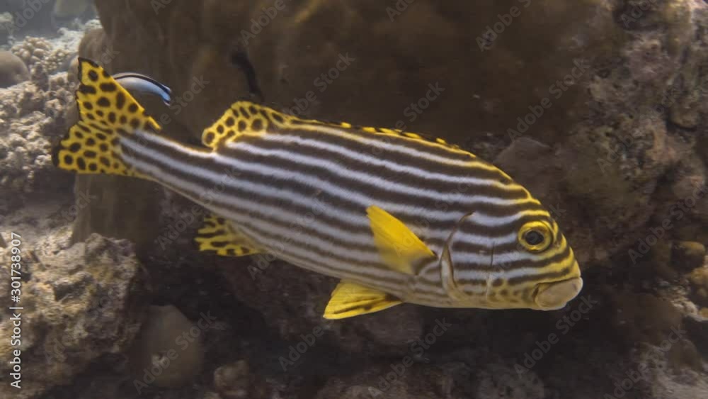 Oriental sweetlips (Plectorhinchus vittatus) fish close up. Underwater ...