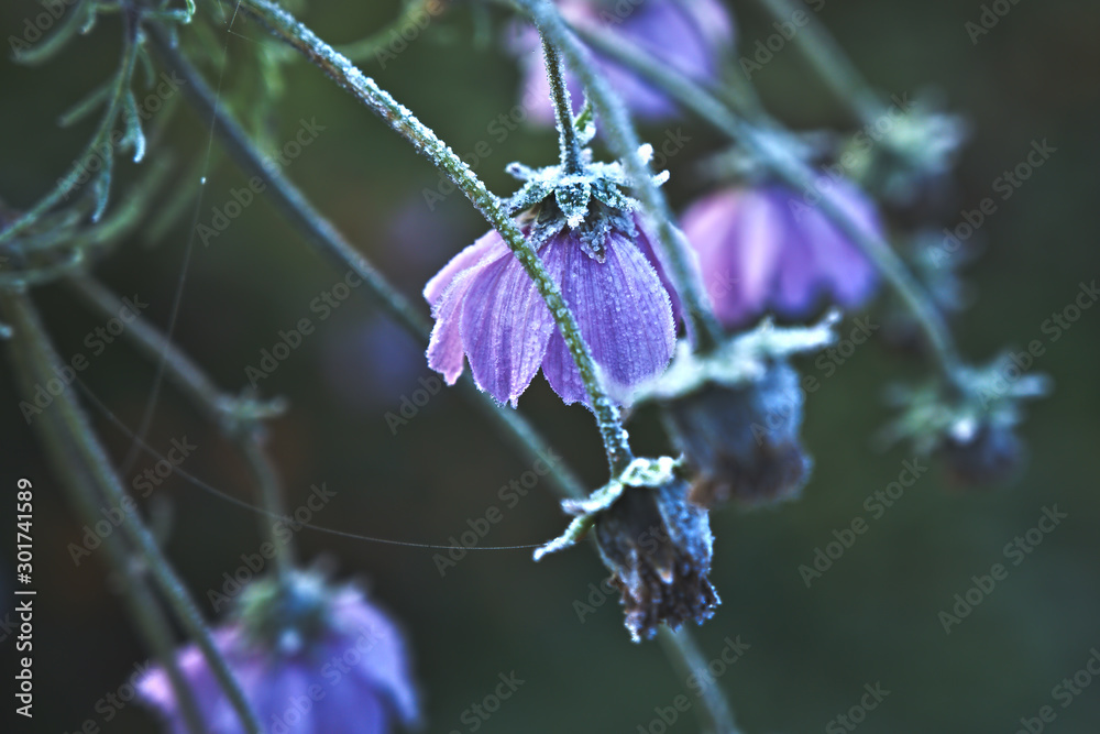 Beautiful, withered flowers in first winter frost Stock Photo | Adobe Stock