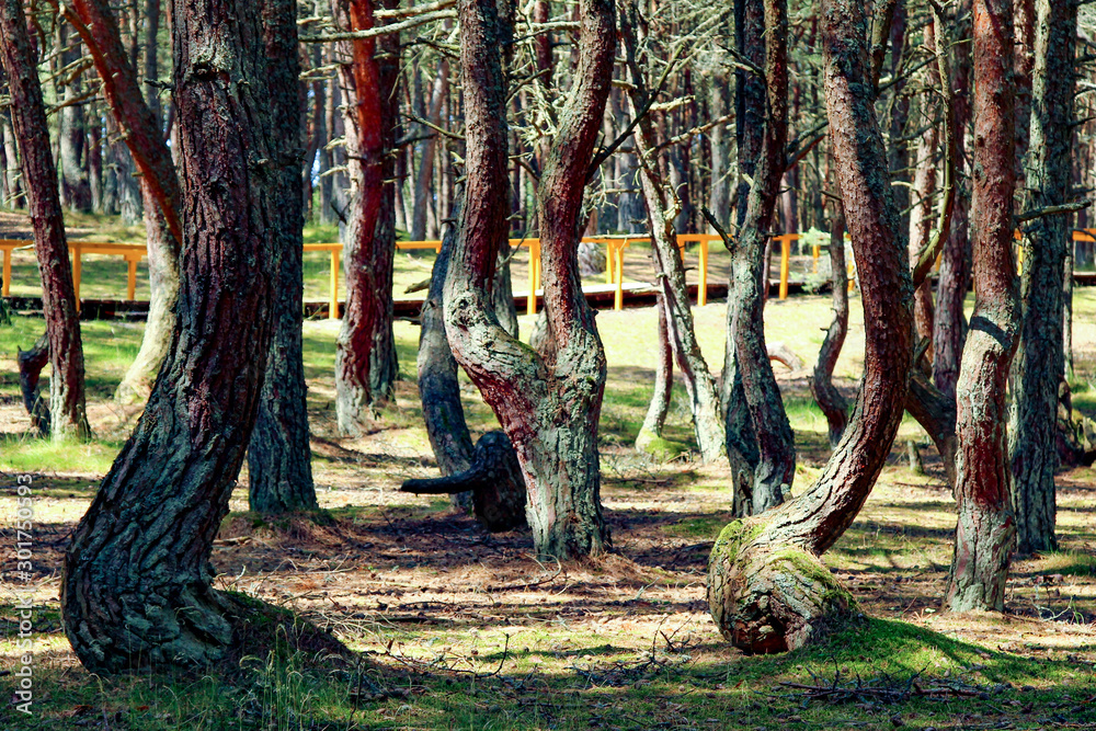 Foto de The Dancing Forest. Pine forest on the Curonian Spit. Unusually ...