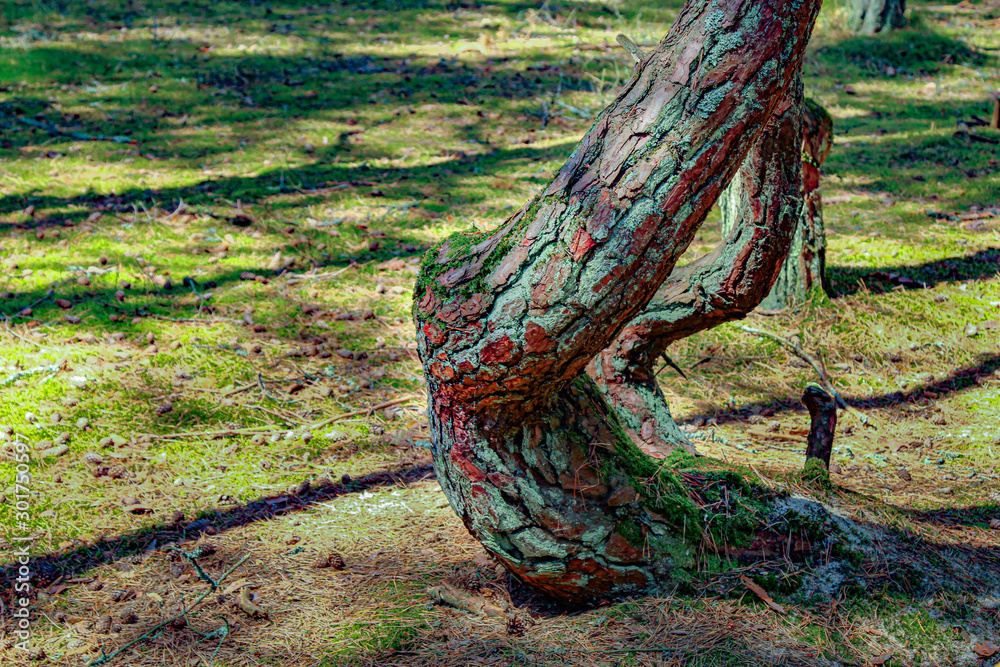 The Dancing Forest. Pine forest on the Curonian Spit. Unusually twisted ...
