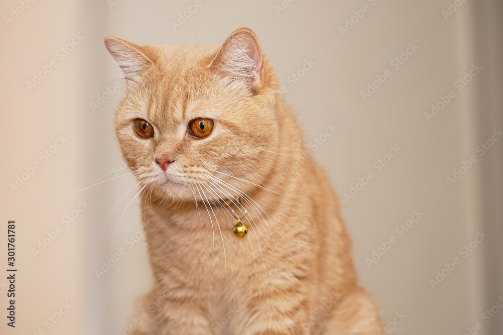 Orange Scottish Fold Cats