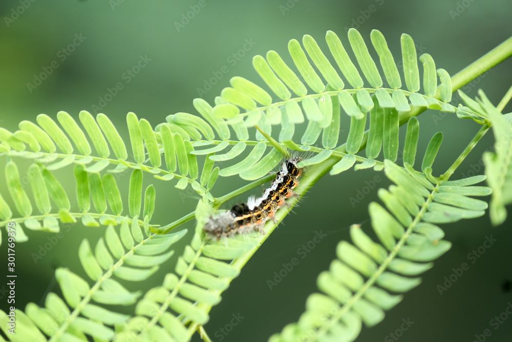 Poisonous Caterpillar (Lepidoptera) An insect in butterflies and moths ...