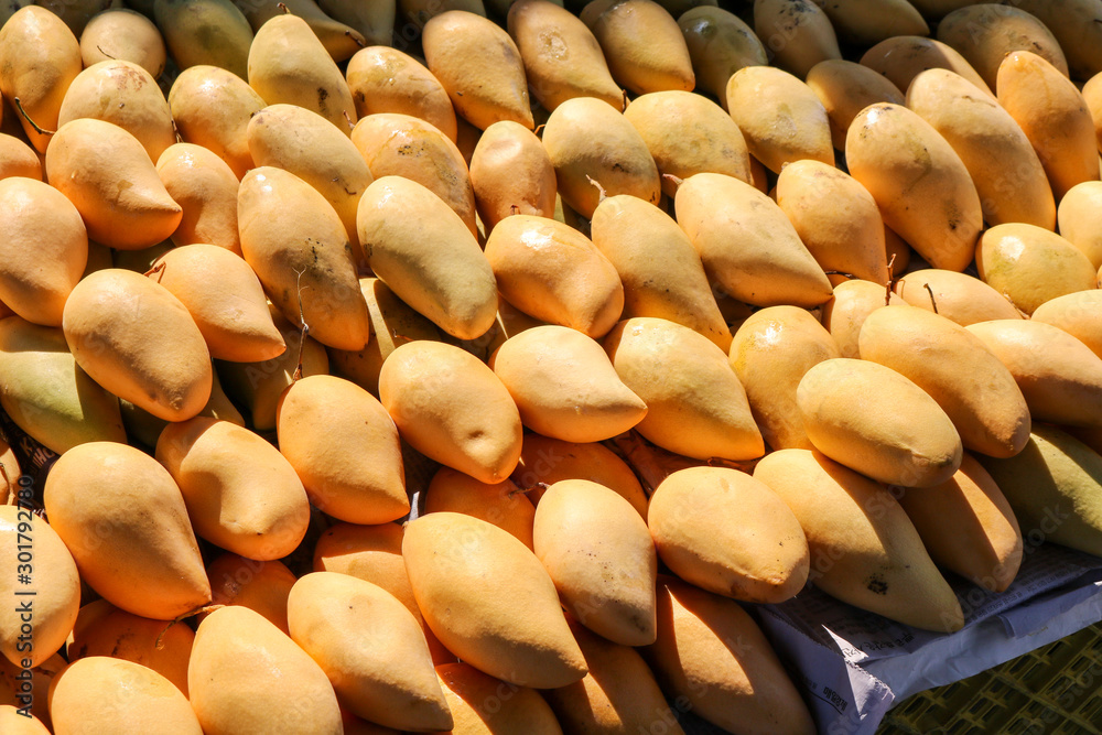 Organic Nam Dok Mai mangoes for sale at the fruit market. The Nam Doc ...