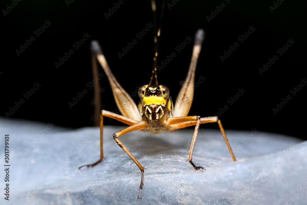 Beautiful yellow bush cricket (family Tettigoniidae aka katydids ...