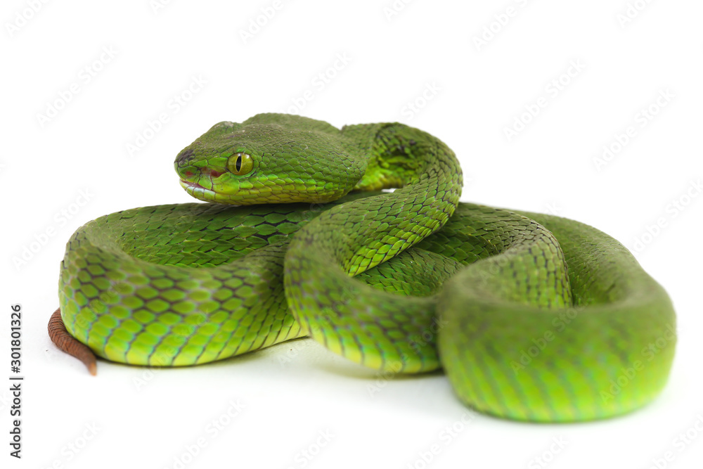 Green Horned Pit Viper