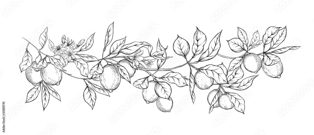 Lemon tree branch with lemons, flowers and leaves. Element for design ...