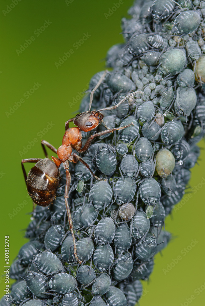Aphid And Ant