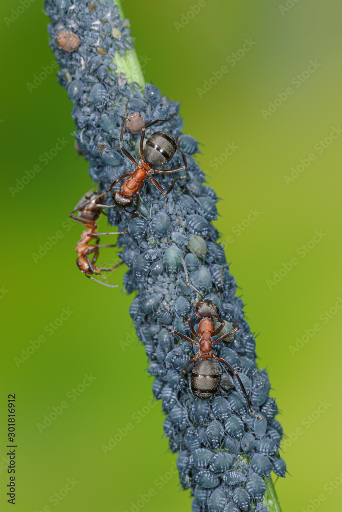 Ants defend aphids from their enemies, Ants guard aphids, Symbiosis of ...