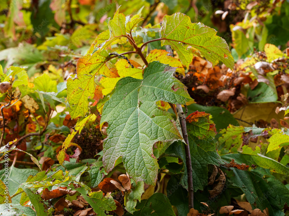 Hydrangea quercifolia | Oakleaf hydrangea or oak-leaved hydrangea with ...