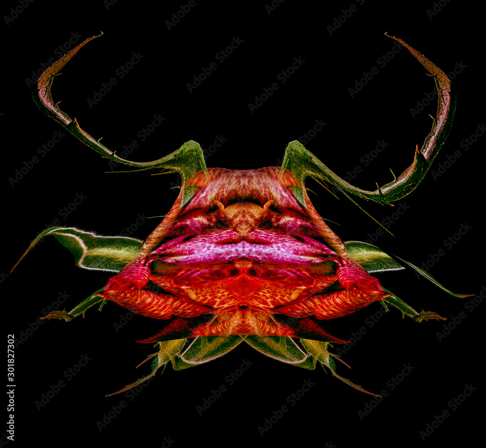 Fantasy alien character created of rose macros on black background, a ...