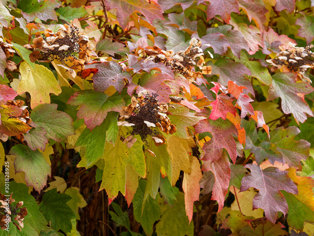 Hydrangea quercifolia | Oakleaf hydrangea or oak-leaved hydrangea with ...