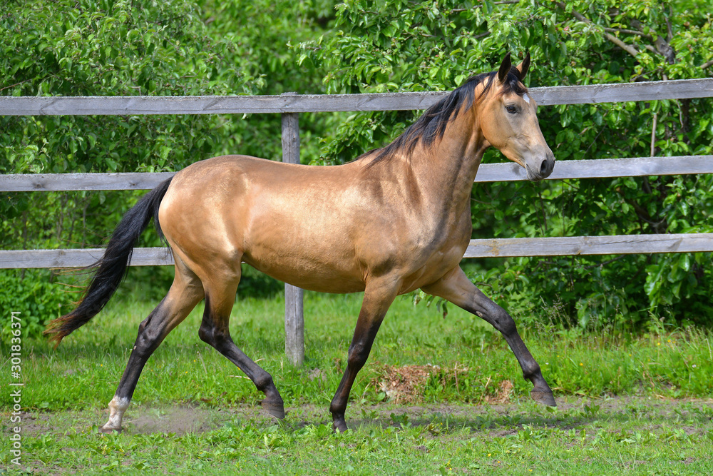 Buckskin akhal teke breed horse running in trot outside in the paddock ...