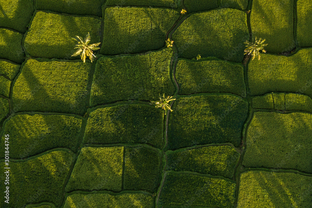 Nature background in green color. Aerial view of green rice terraces in ...