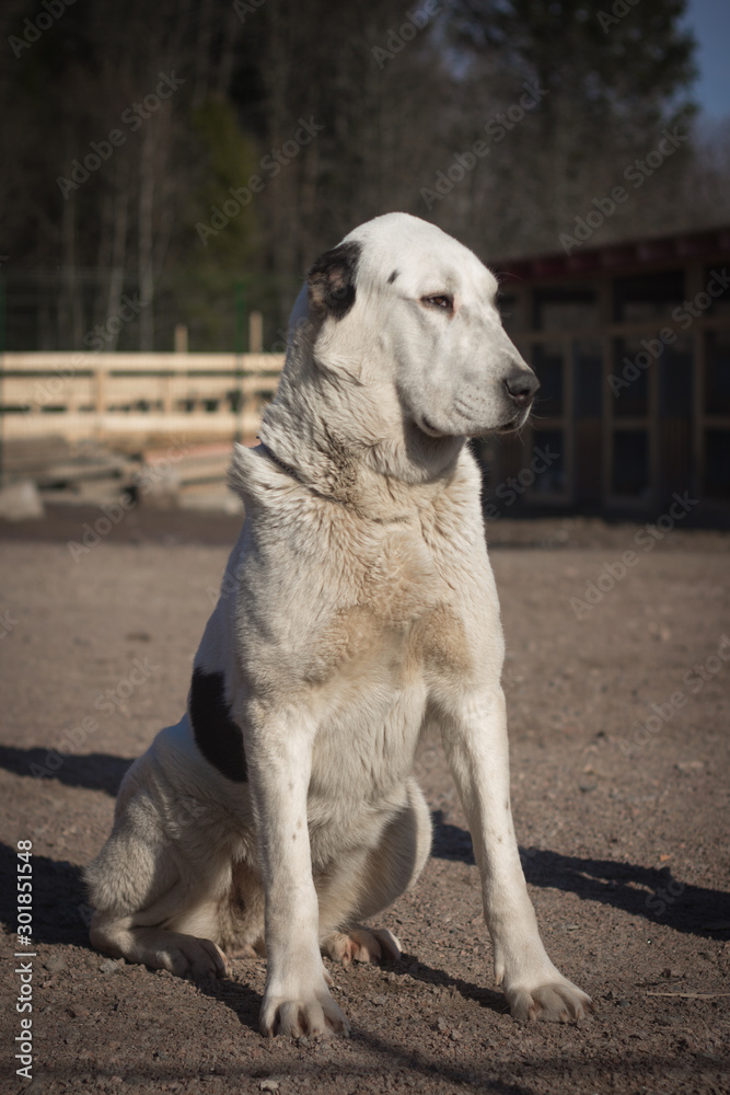 Closeup of a big white dog on a chain next to its kennel. The dog ...