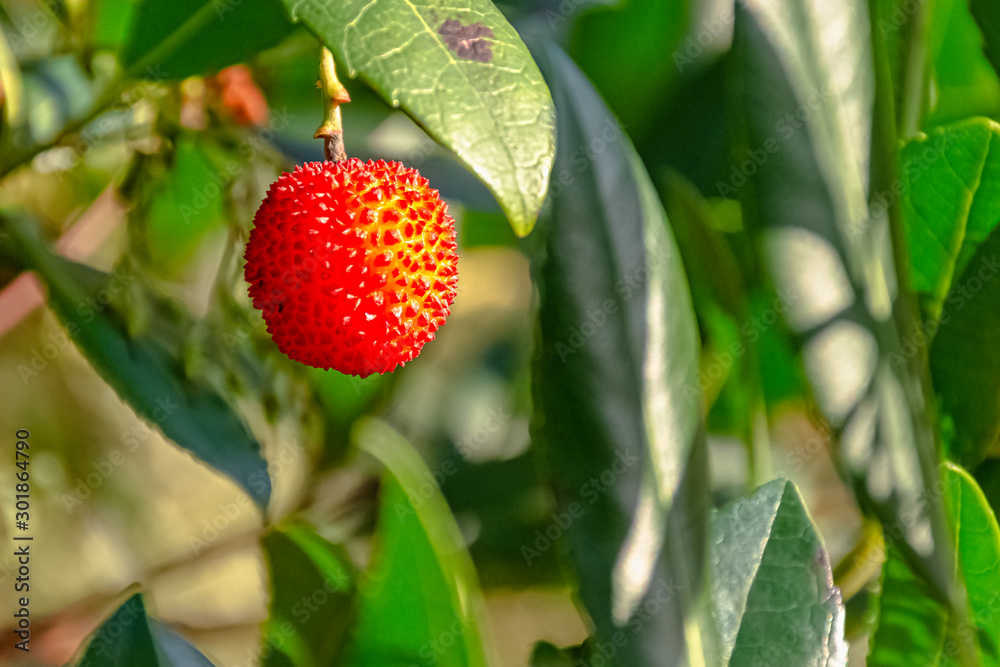 Arbutus unedo is an evergreen shrub or small tree in the family ...