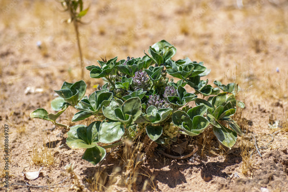 USA, Nevada, Clark County. Beaver dam breadroot (Pediomelon castoreum ...