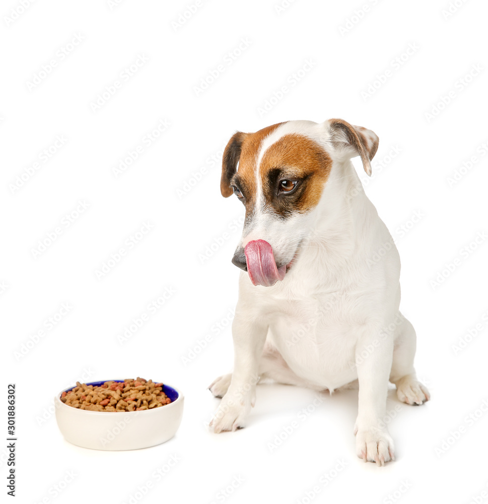 Cute Jack Russell Terrier with dry food in bowl on white background ...