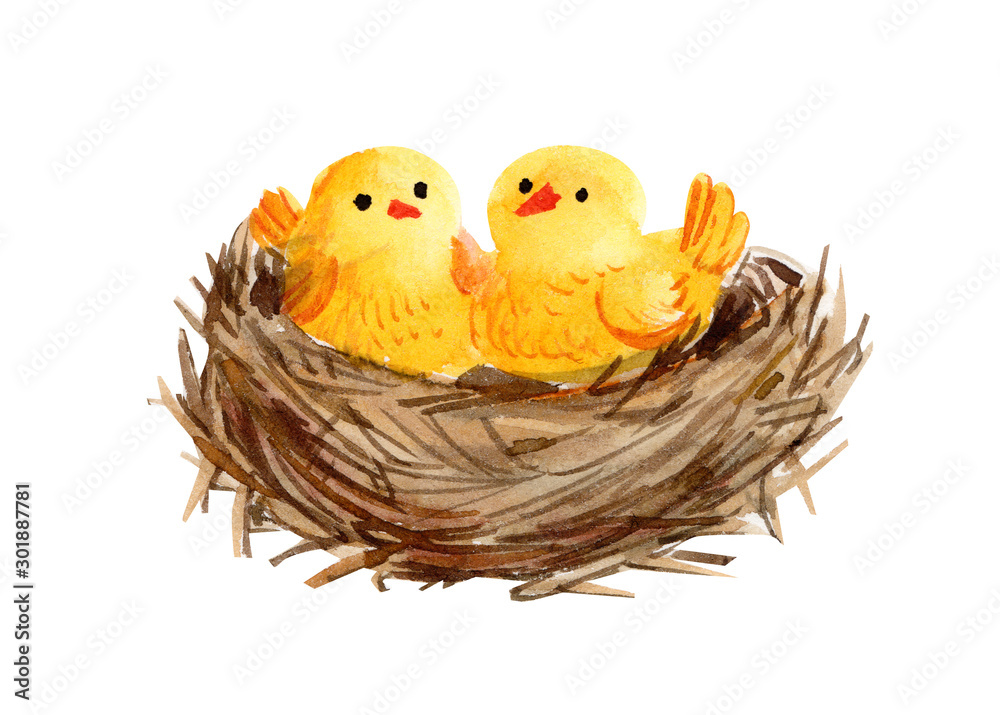 nest with yellow chicks, watercolor on white background. Stock ...