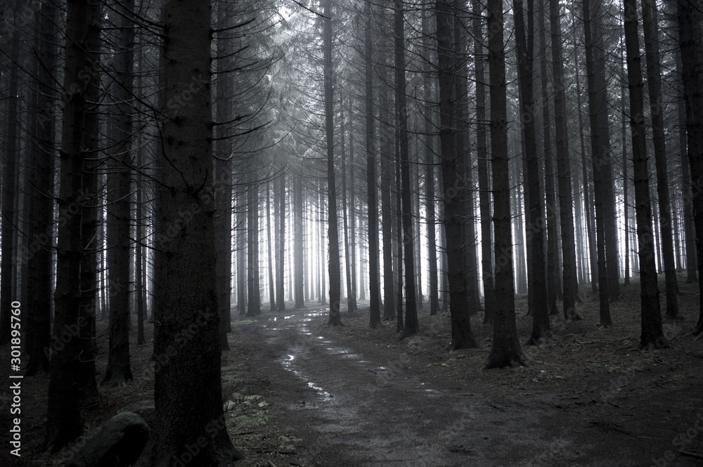 Grayscale shot of a path in the forest with bare tall trees ...