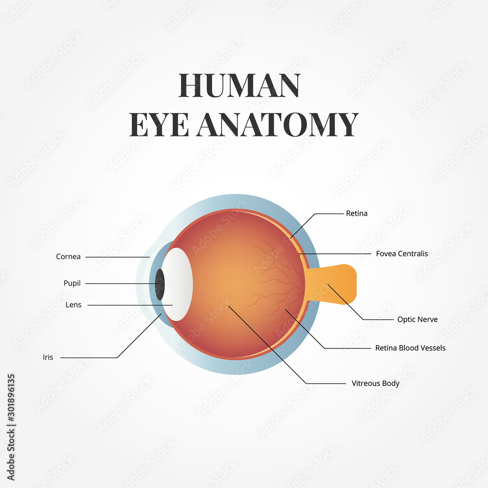 Eye Medical Illustration