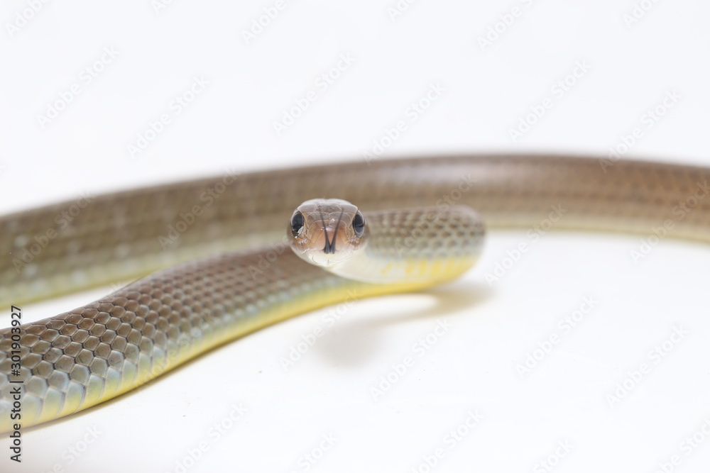 Ptyas korros, commonly known as the Chinese ratsnake or Indo-Chinese ...
