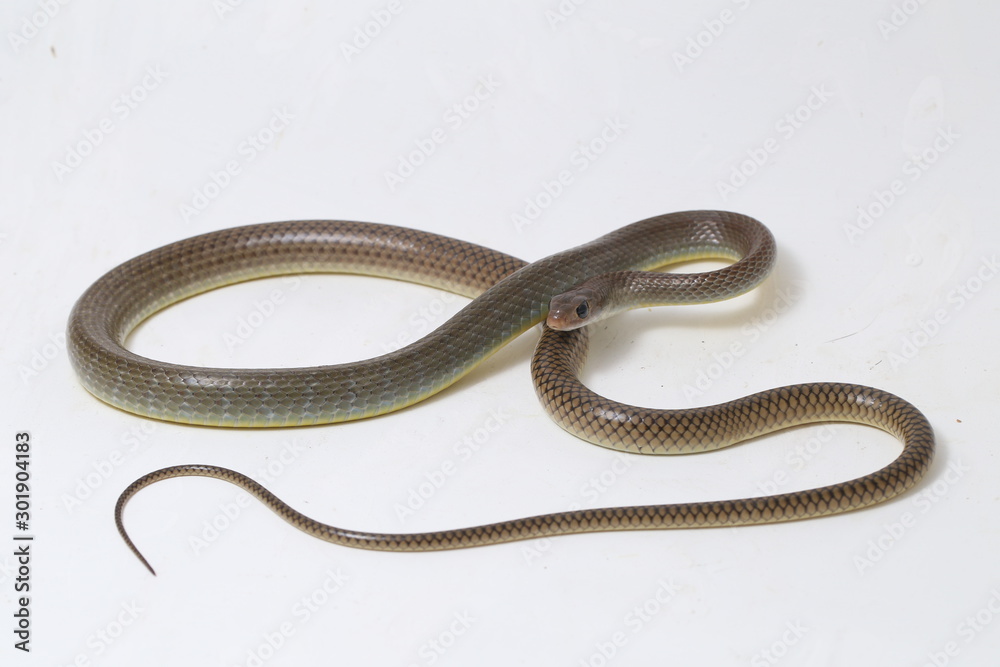 Ptyas korros, commonly known as the Chinese ratsnake or Indo-Chinese ...
