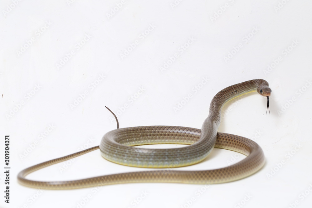Ptyas korros, commonly known as the Chinese ratsnake or Indo-Chinese ...