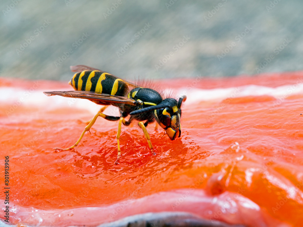 Common yellowjacket wasp Vespula alascensis chewing on a sockeye salmon ...