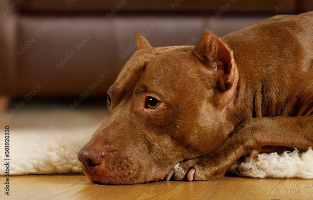 Purebred American Pitbull Terrier
