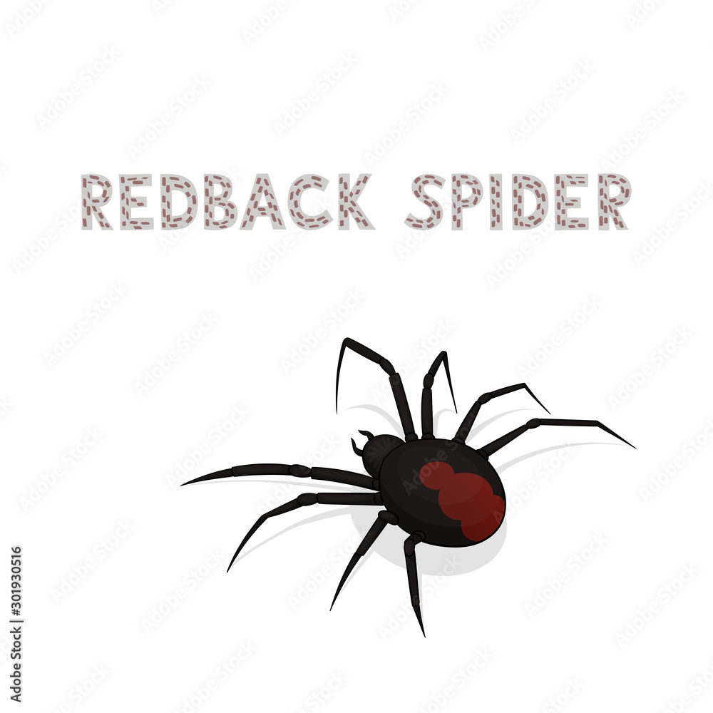 Vector illustration, a cartoon redback spider, isolated on a white ...