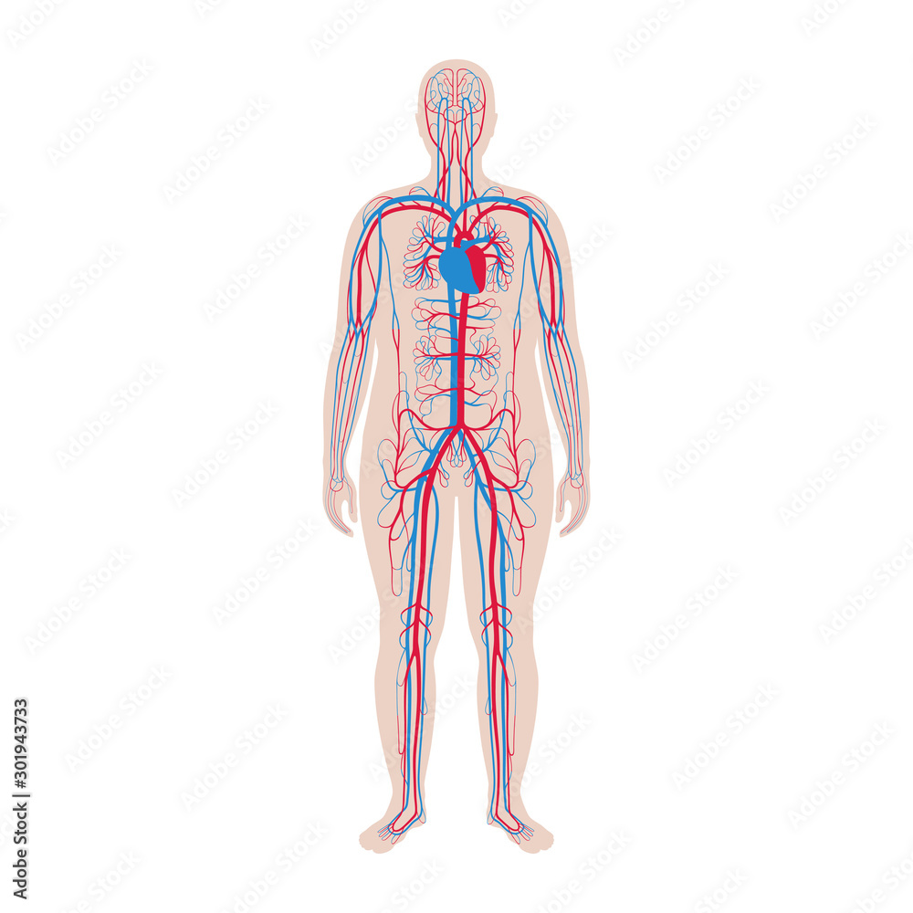 circulatory system anatomy Stock Vector | Adobe Stock