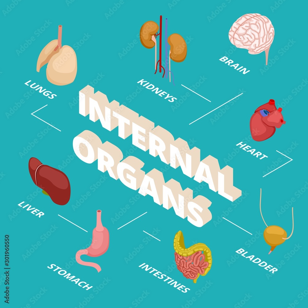 Isometric anatomy concept. Human internal organs vector illustration ...