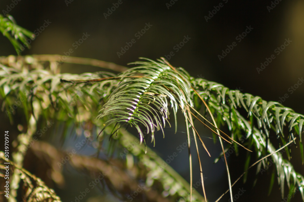 Plantas da floresta Stock Photo | Adobe Stock