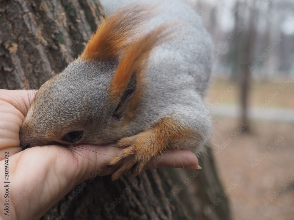 squirrel Stock Photo | Adobe Stock