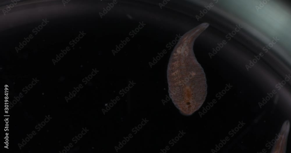 Leeches are segmented worms that belong to the phylum Annelida and ...