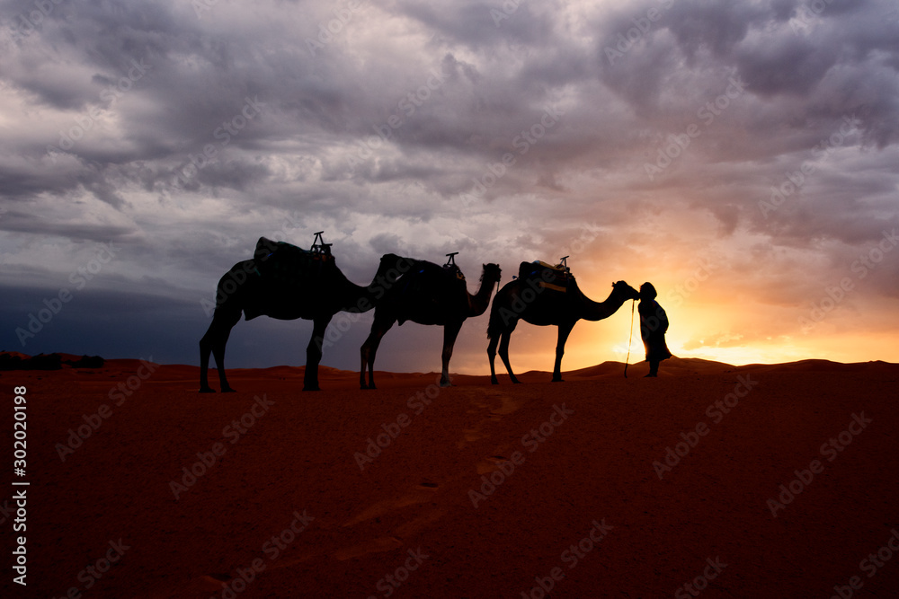 The beauty of the sand dunes in the Sahara Desert in Morocco. The ...