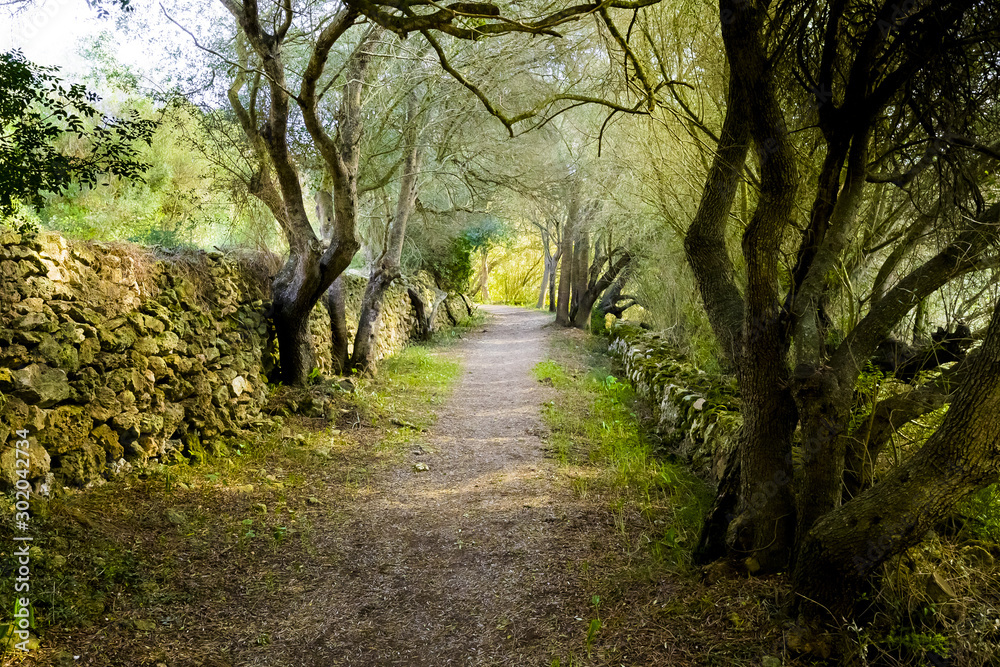 Camino en bosque frondoso, embrujado, verde y misterioso Stock-Foto ...